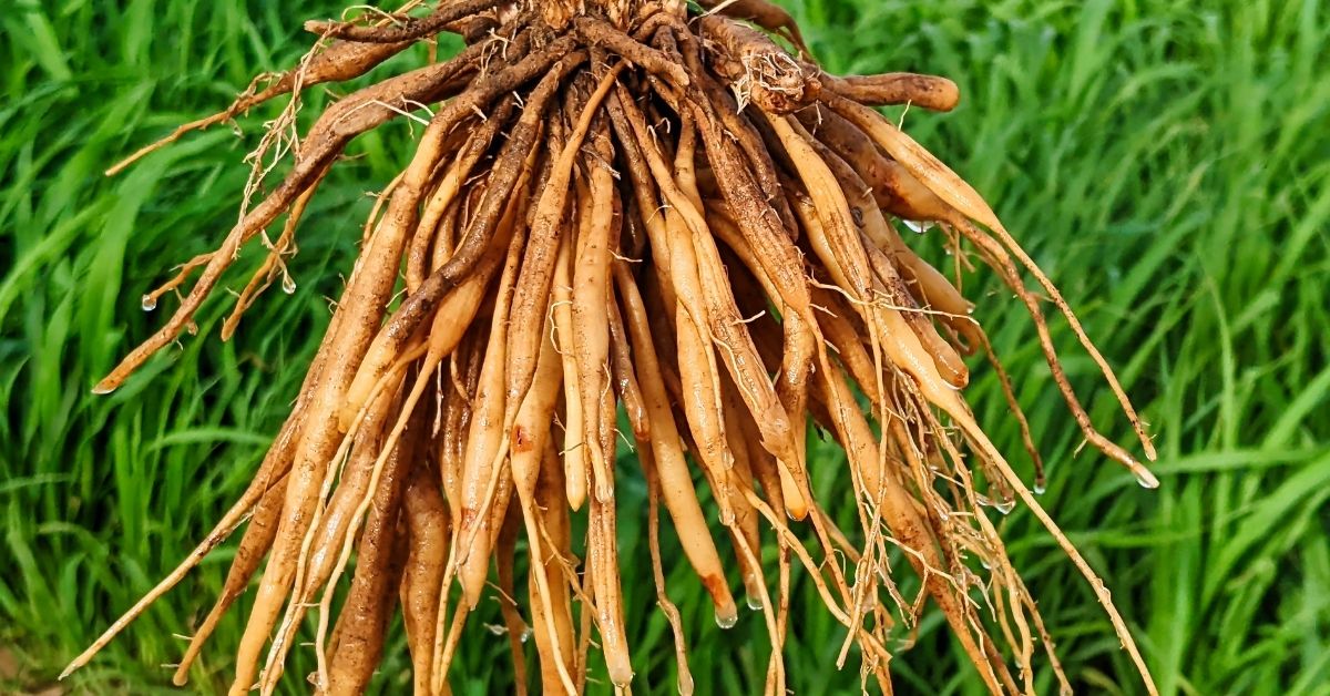 Ayurvedic Herb for Women’s Wellness – Shatavari - ScottishIndian.com